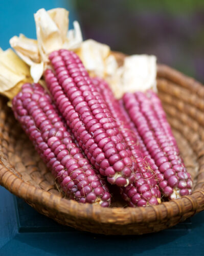 The Three Sisters Crops and Seed Varieties – Mother Earth News